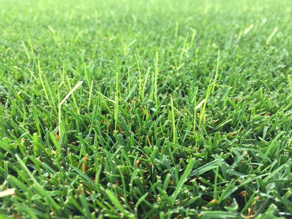 Turfgrass Diseases Flourish as Rain and High Humidity Persist ...